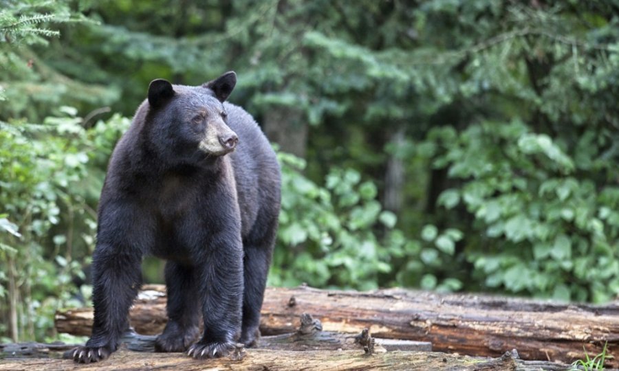 Evo kako izgleda 'bliski susret' s medvjedom! - tportal