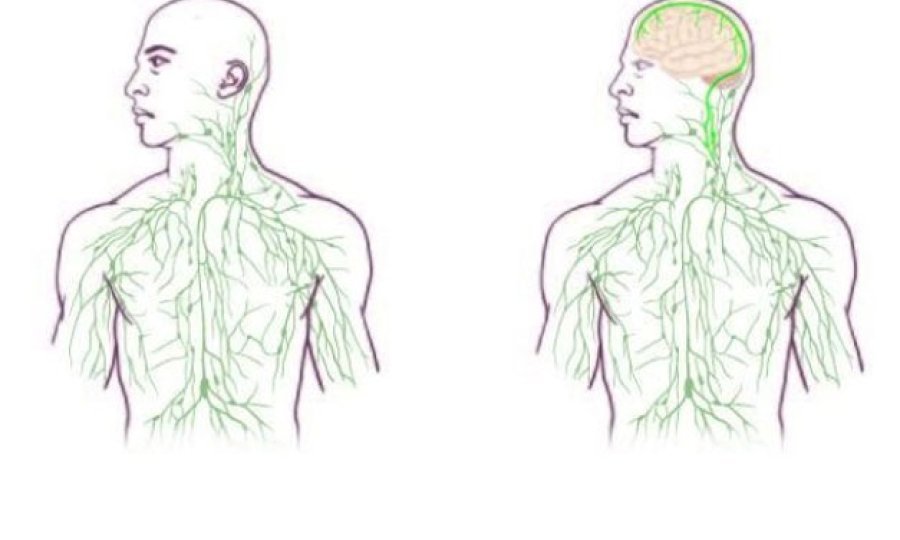 Mijenjaju se udžbenici: Otkriven nepoznat sustav u tijelu! - tportal