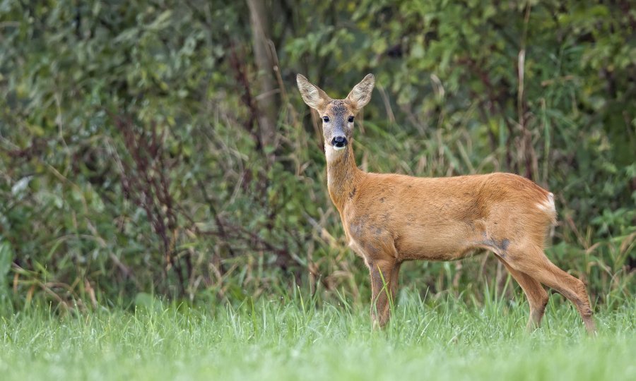 Slatka srna misli da je pas - tportal