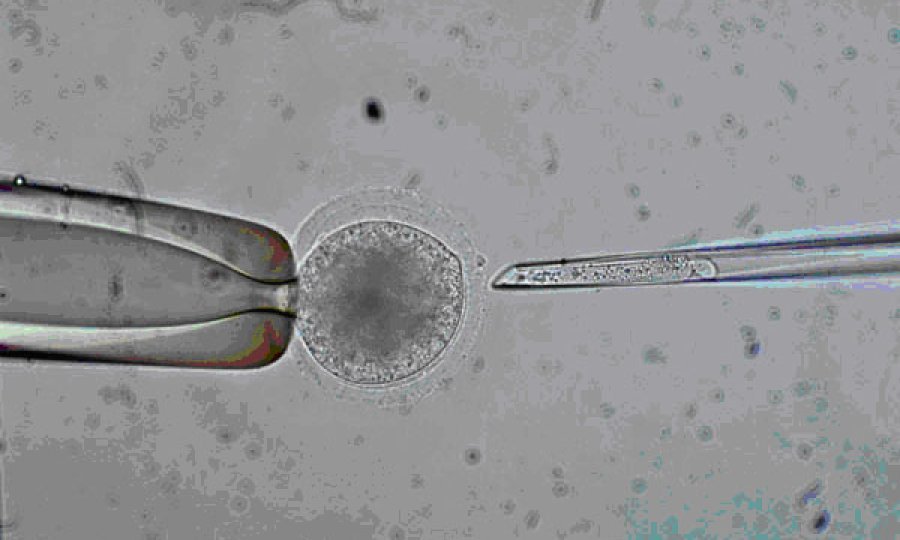 Klonirani embriji odraslih ljudi - tportal