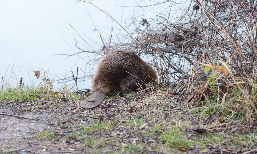 Dabrovi iz zapaljene nastambe u Lonjskom polju živi i zdravi - tportal