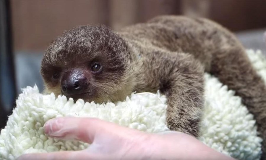 Mali ljenivac želi vam dobro jutro - tportal