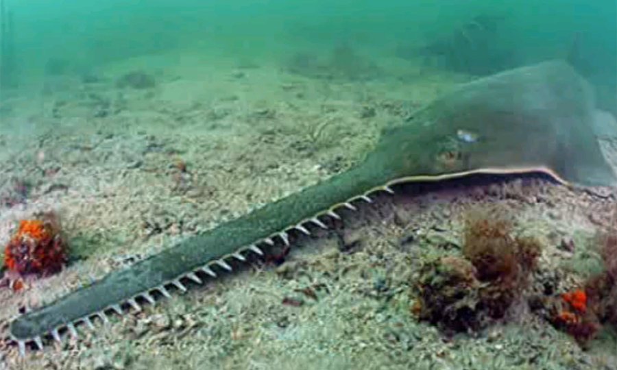 Kako riba pilan pili svoje žrtve? - tportal