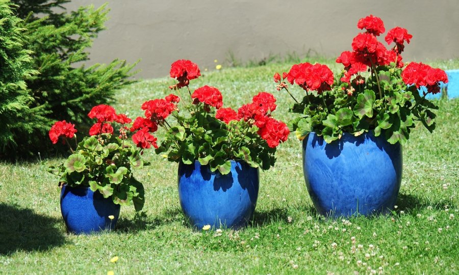 Prekrasne i otporne u svim uvjetima: Ove vrtne biljke gotovo je nemoguće ubiti - tportal