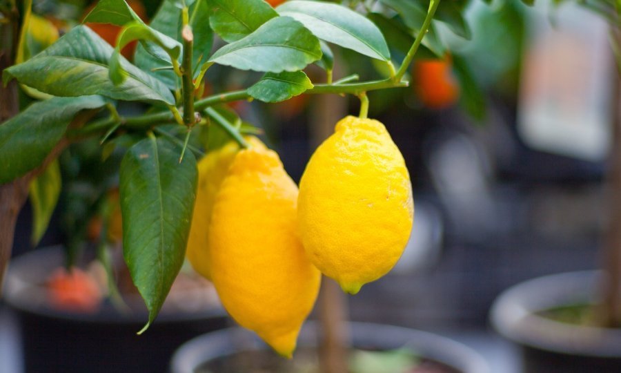 Limun je nevjerojatno lako uzgojiti, a uz nekoliko jednostavnih pravila ...