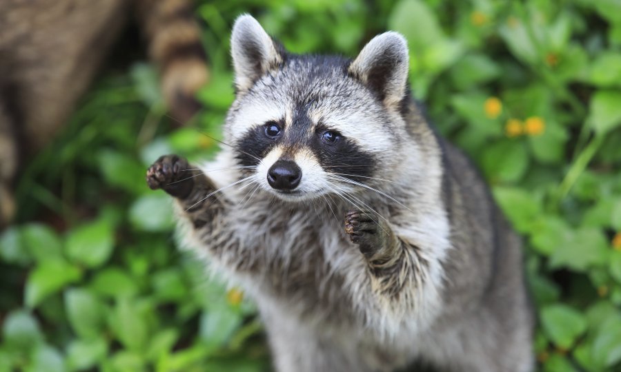 Nema ljepših prijatelja od rakuna i psa - tportal