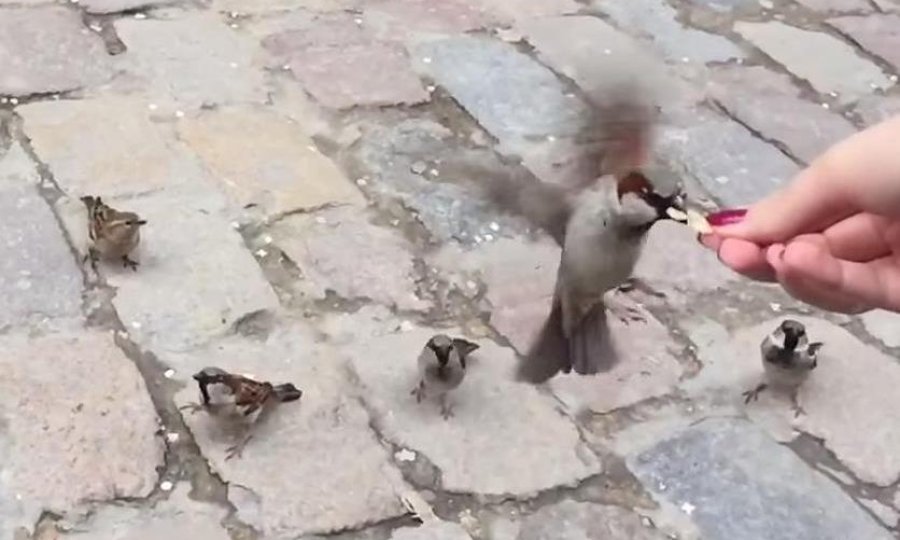 Pogledajte usporenu snimku hranjenja vrapca - tportal