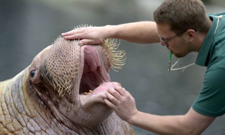 Morž prošao zubarski pregled - tportal