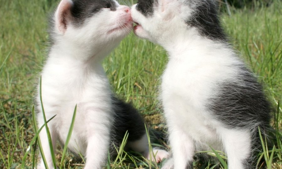 12 stvari koje (ni)ste znali o mačkama! - tportal