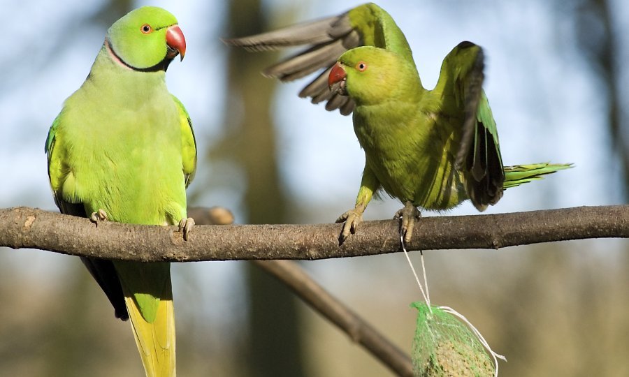 Jeste li znali da su papagaji skloni debljanju? - tportal