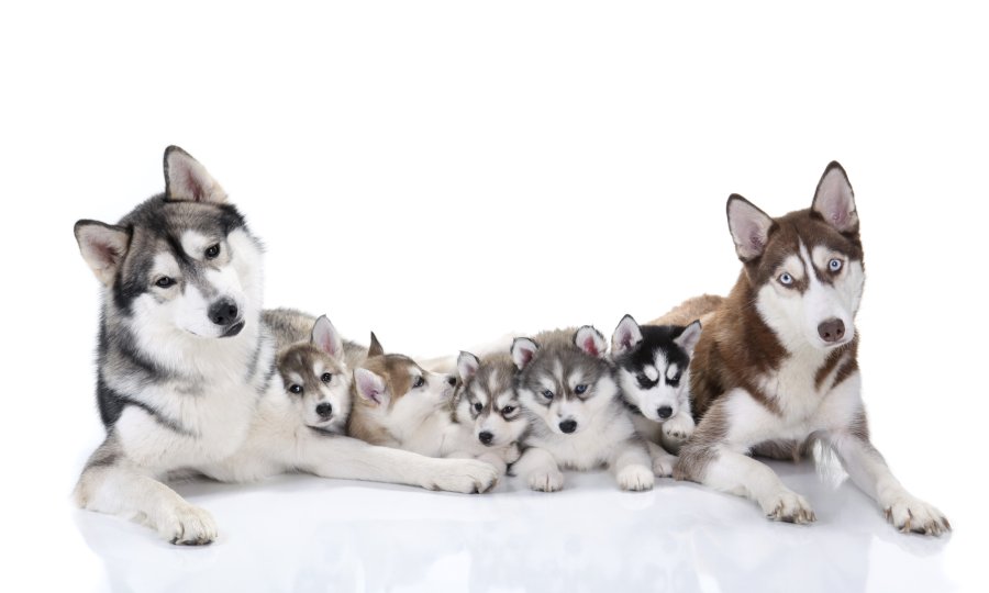 Evo kako se mama igra s malim haskijima - tportal