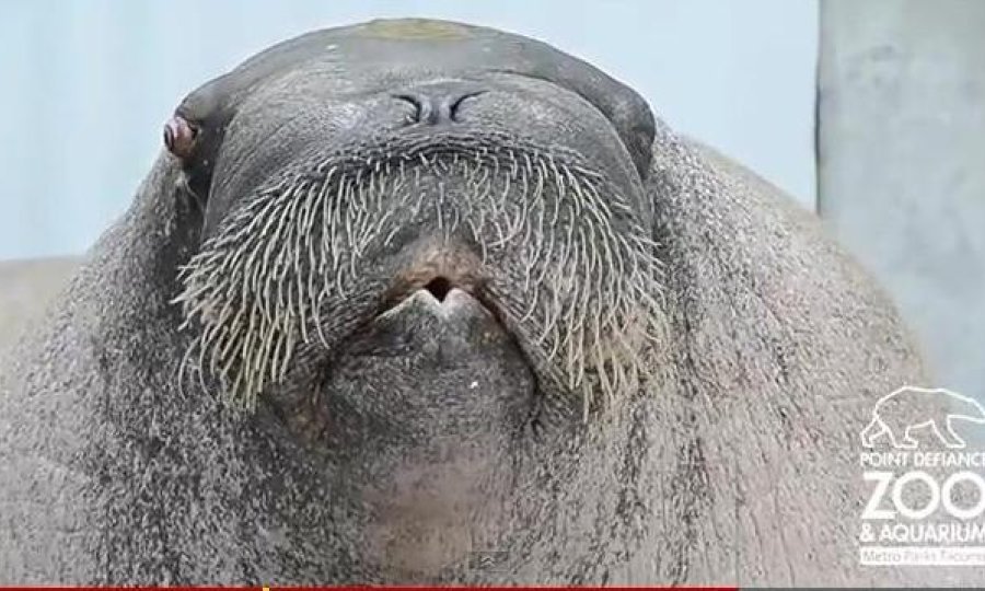 Poslušajte kako zvuči morž kad se raspjeva - tportal