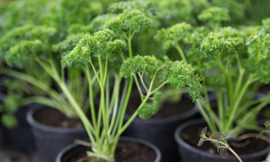 Hrvatska uvozi sve živo, zašto baš i peršin? - tportal