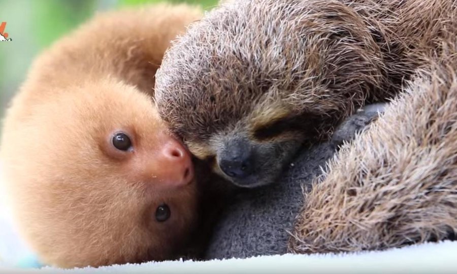 Znate li raspoznati različite ljenjivce? - tportal