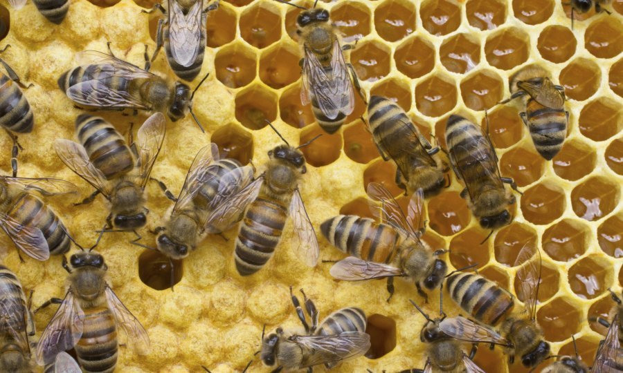 Slovenci otvorili apikomoru, mjesto za rješevanje stresa uz pomoć pčela ...