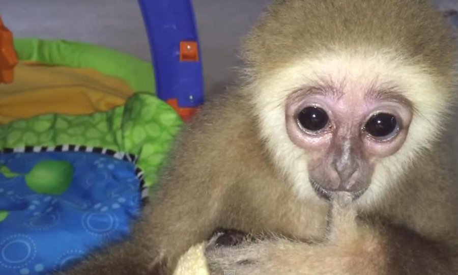 Majmunčić napravio svoje prve korake - tportal