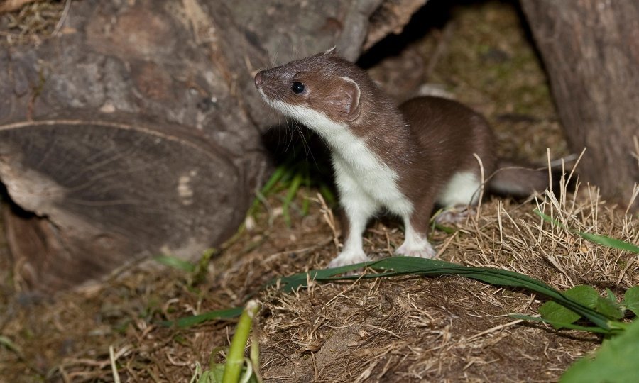 Lasica poginula u hadronskom sudarivaču završila u biznarnoj izložbi ...