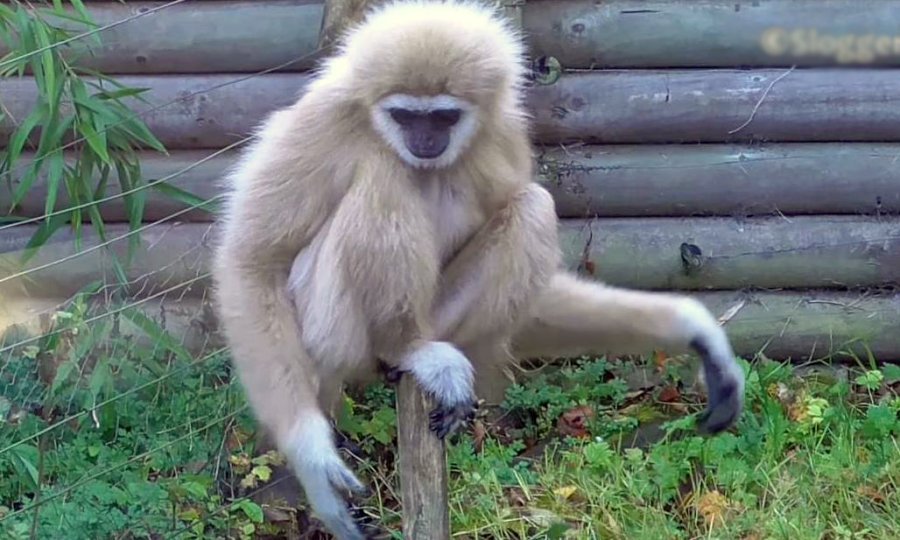 Ni majmuni ne vole štakore - tportal