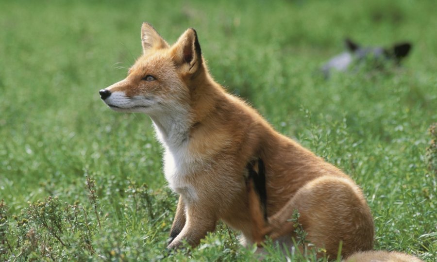 Čovjekov prvi najbolji prijatelj bila lisica? - tportal