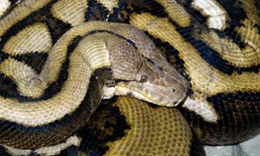 Uginula najveća zmija u zatočeništvu - tportal