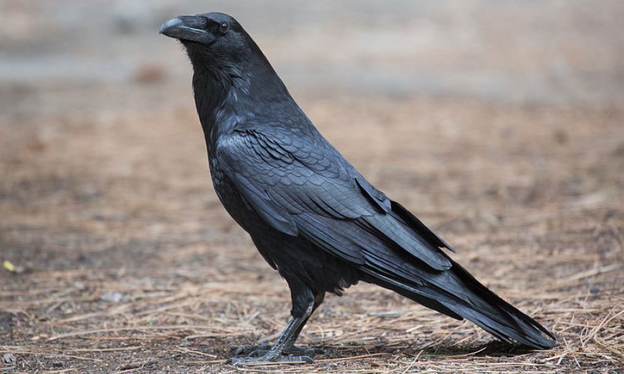 Gavrani odlično razumiju probleme vanjske politike! - tportal