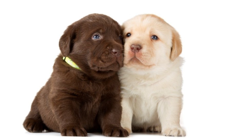 Labrador je i dalje najpopularnija pasmina - tportal