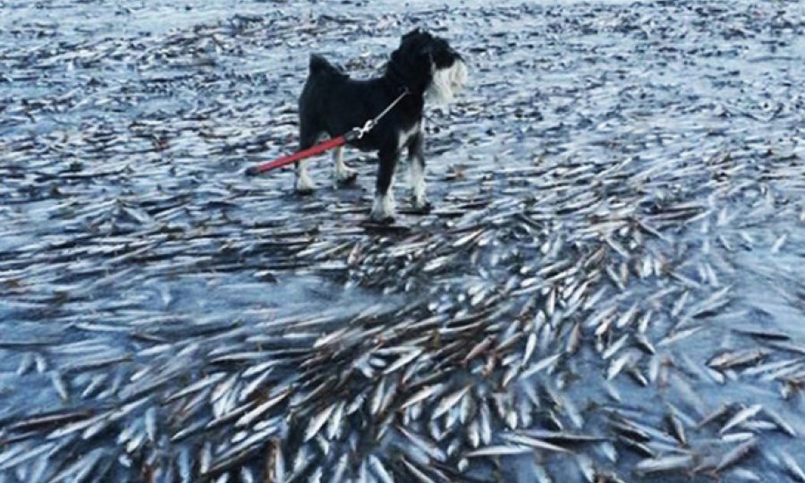 Nevjerojatan prizor jata riba smrznutih u pokretu - tportal