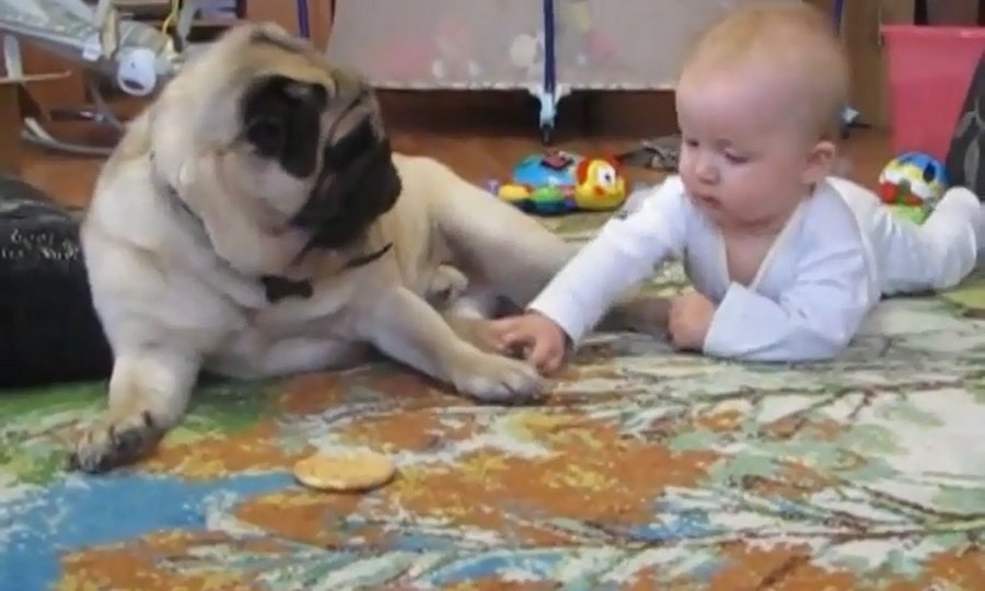 Beba i mops se potukli oko keksa - tportal