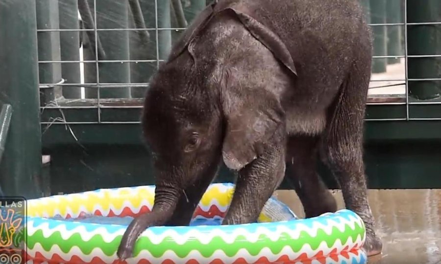 Slonici se itekako svidio dječji bazen - tportal