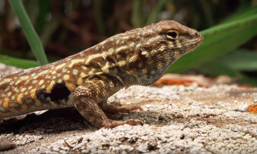 Ovi gušteri imaju neobičnu igru parenja - tportal