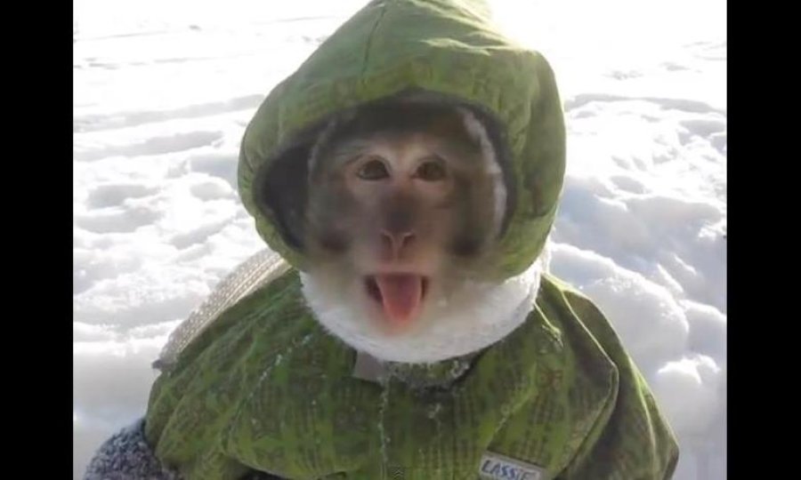 Prvi susret majmuna sa snijegom je čisti hit - tportal