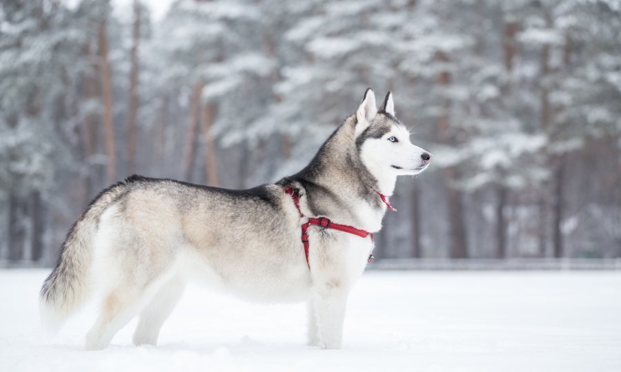 Je li sibirski haski pravi pas za vas? - tportal