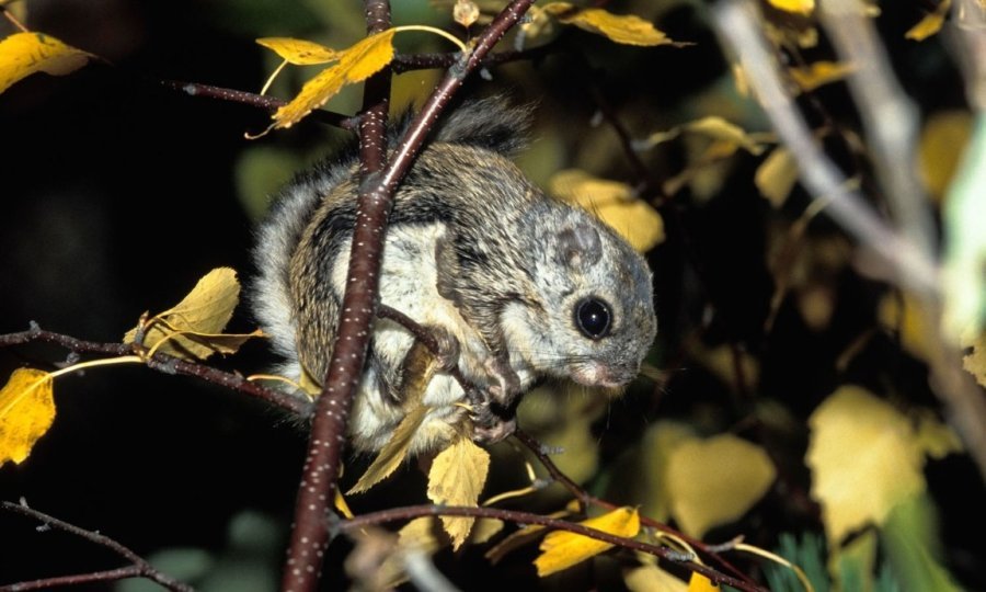 U Hrvatskoj možete kupiti leteće vjeverice, no je li to dobra ideja ...
