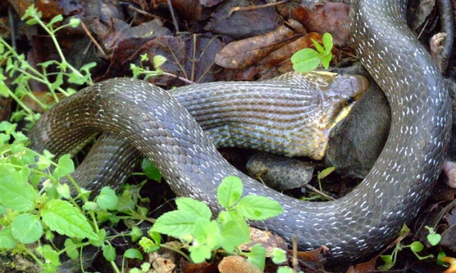 'Jugo' zmije, opasne za djecu, preplavile London?! - tportal