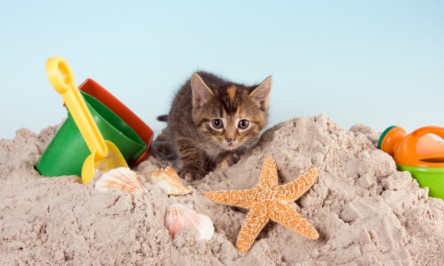 Zašto moja mačka jede pijesak iz svog zahoda? - tportal