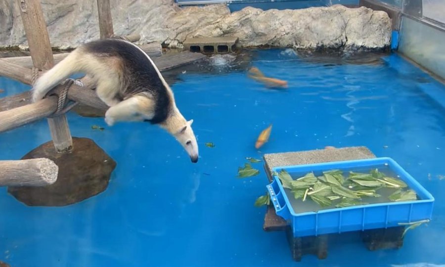 Mravojed se pošteno namučio za svoj obrok - tportal