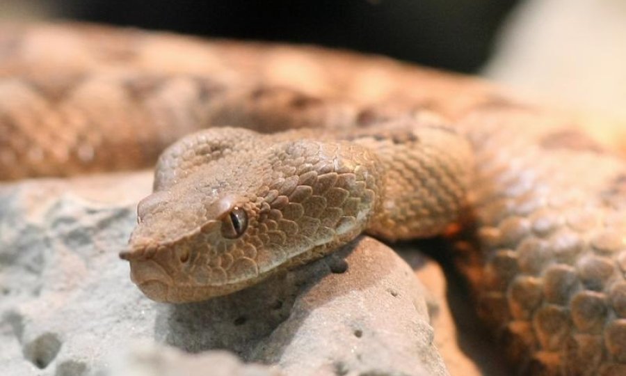 Gdje ima poskoka i što ako vas ugrize? - tportal