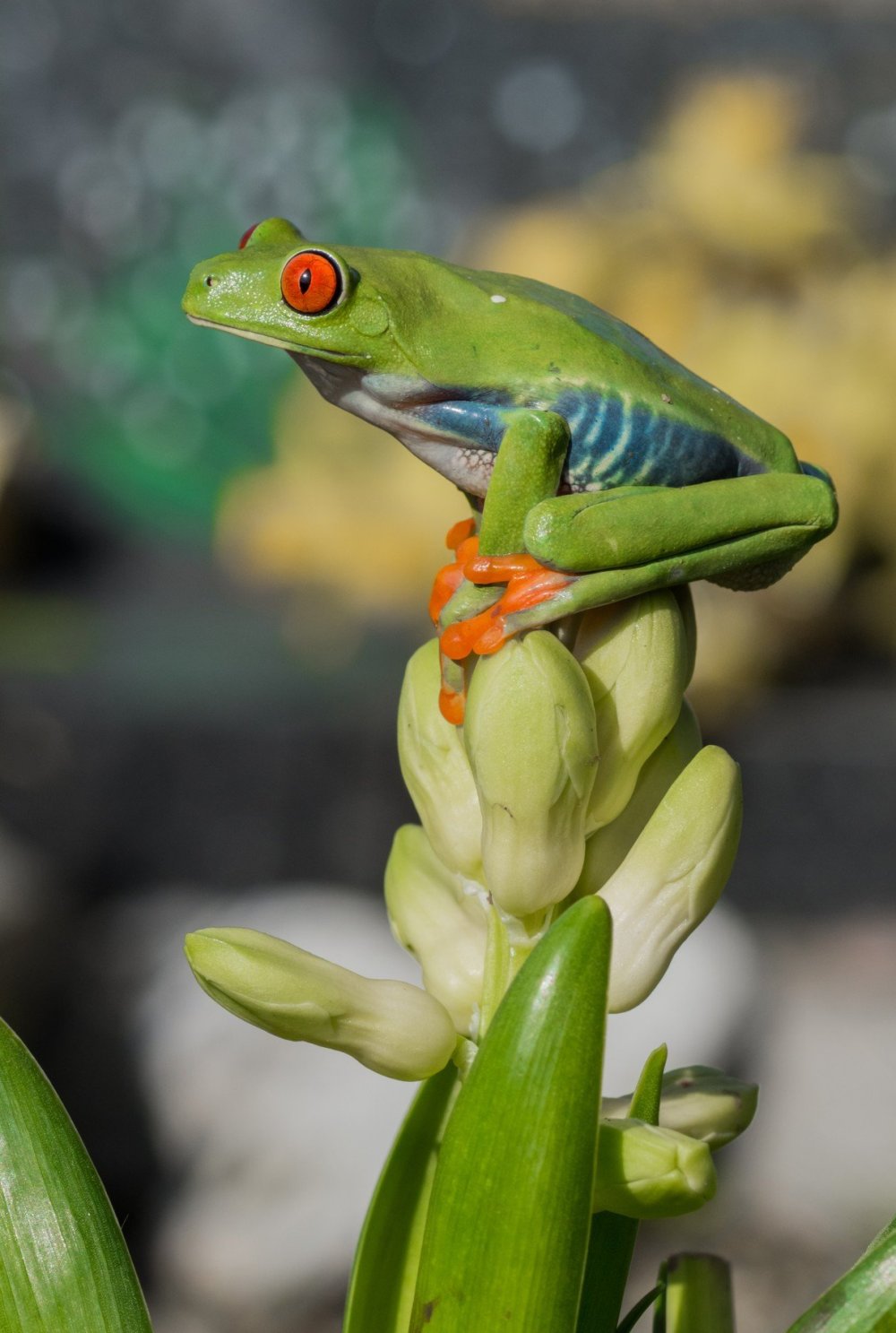 Tajni život žaba i buba apsolutno je prekrasan - tportal