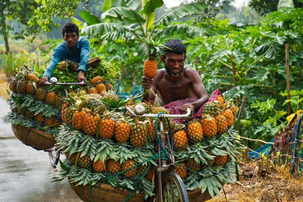 Koliko je previše ananasa na jednom biciklu? Očito ne 120! - tportal
