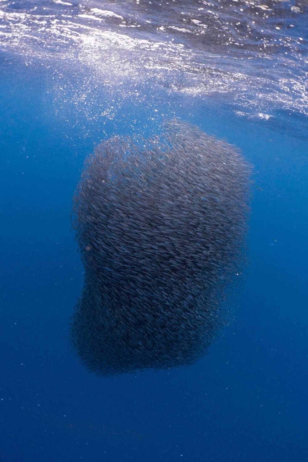 Ronilac se sakrio u jatu riba - tportal