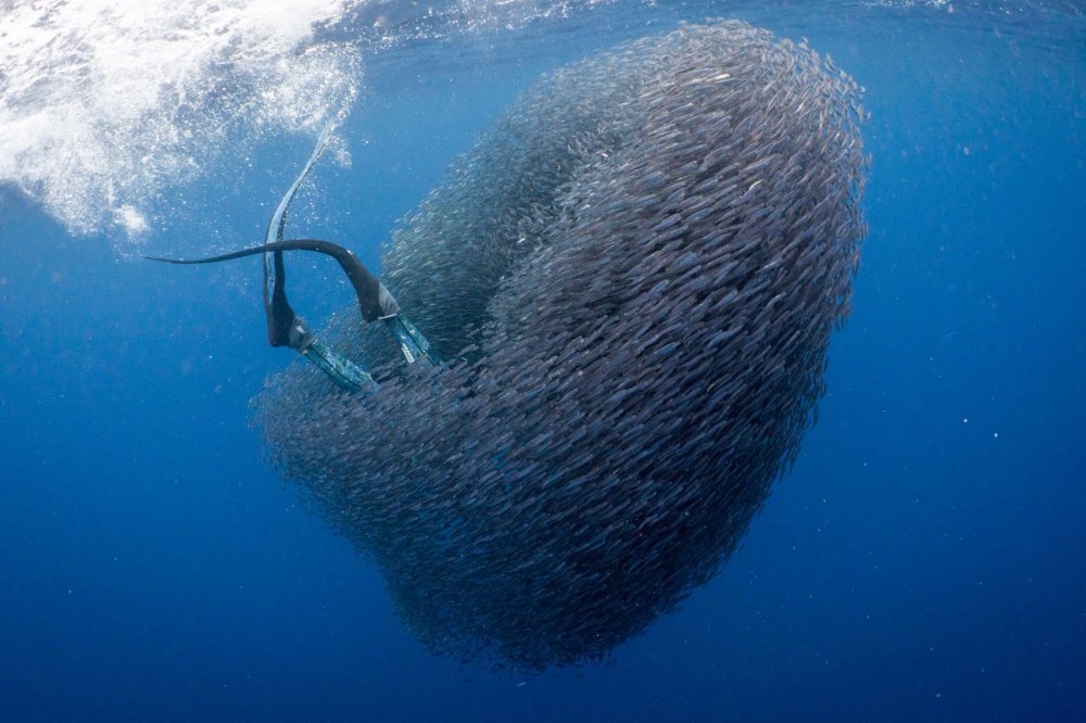 Ronilac se sakrio u jatu riba - tportal