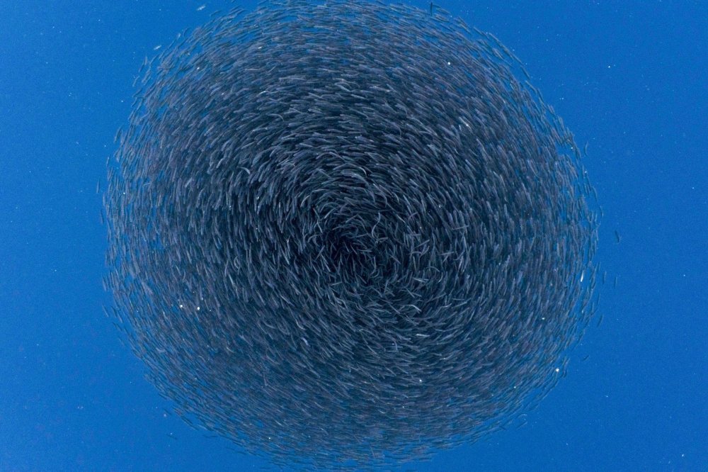 Ronilac se sakrio u jatu riba - tportal