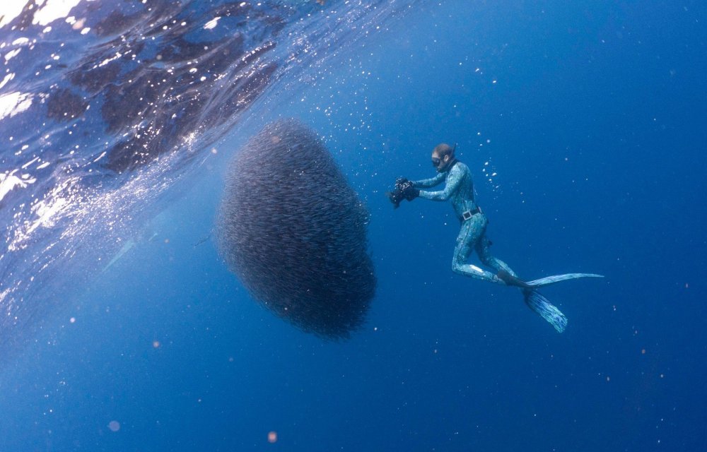 Ronilac se sakrio u jatu riba - tportal