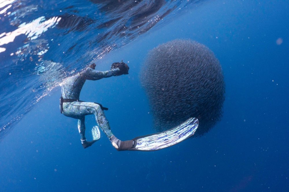 Ronilac se sakrio u jatu riba - tportal