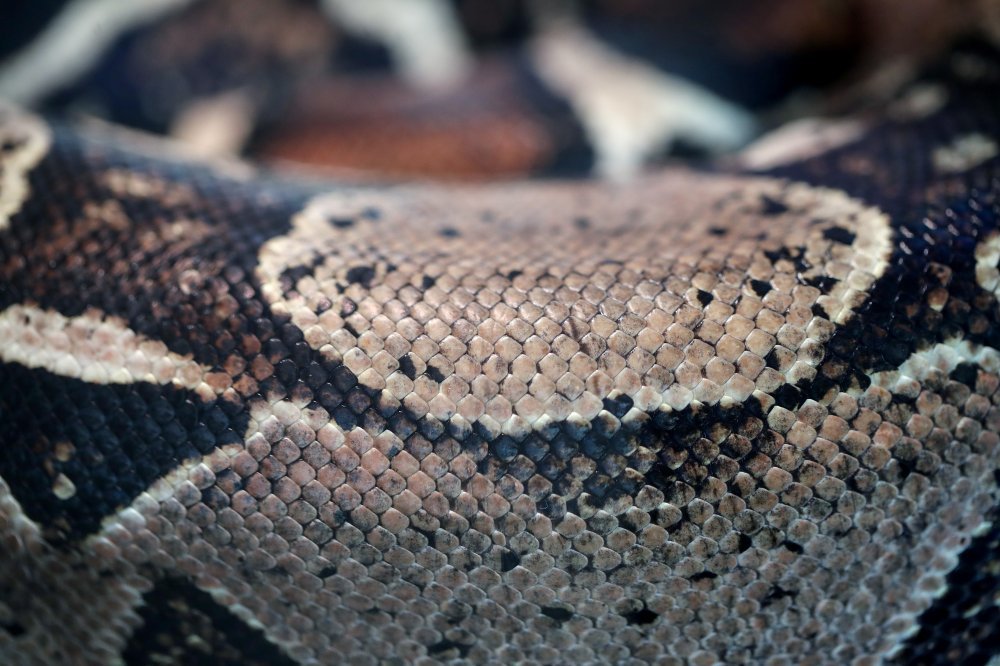 [FOTO/VIDEO] Zmije otrovnice okupirale centar Zagreba! Imate još samo ...
