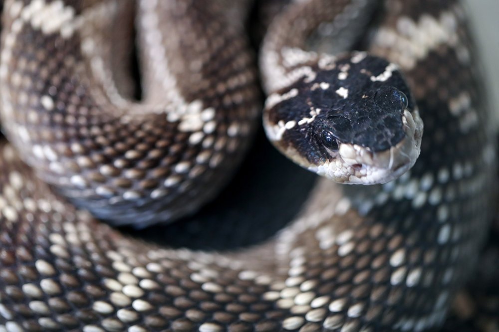[FOTO/VIDEO] Zmije otrovnice okupirale centar Zagreba! Imate još samo ...