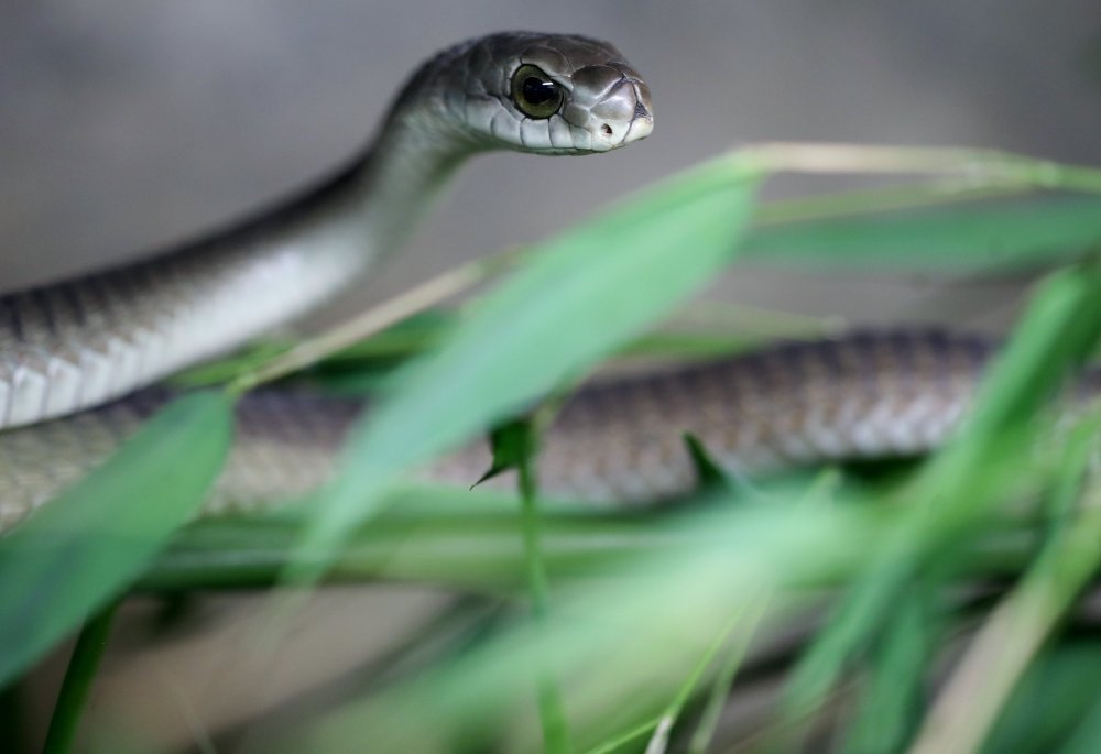 [FOTO/VIDEO] Zmije otrovnice okupirale centar Zagreba! Imate još samo ...
