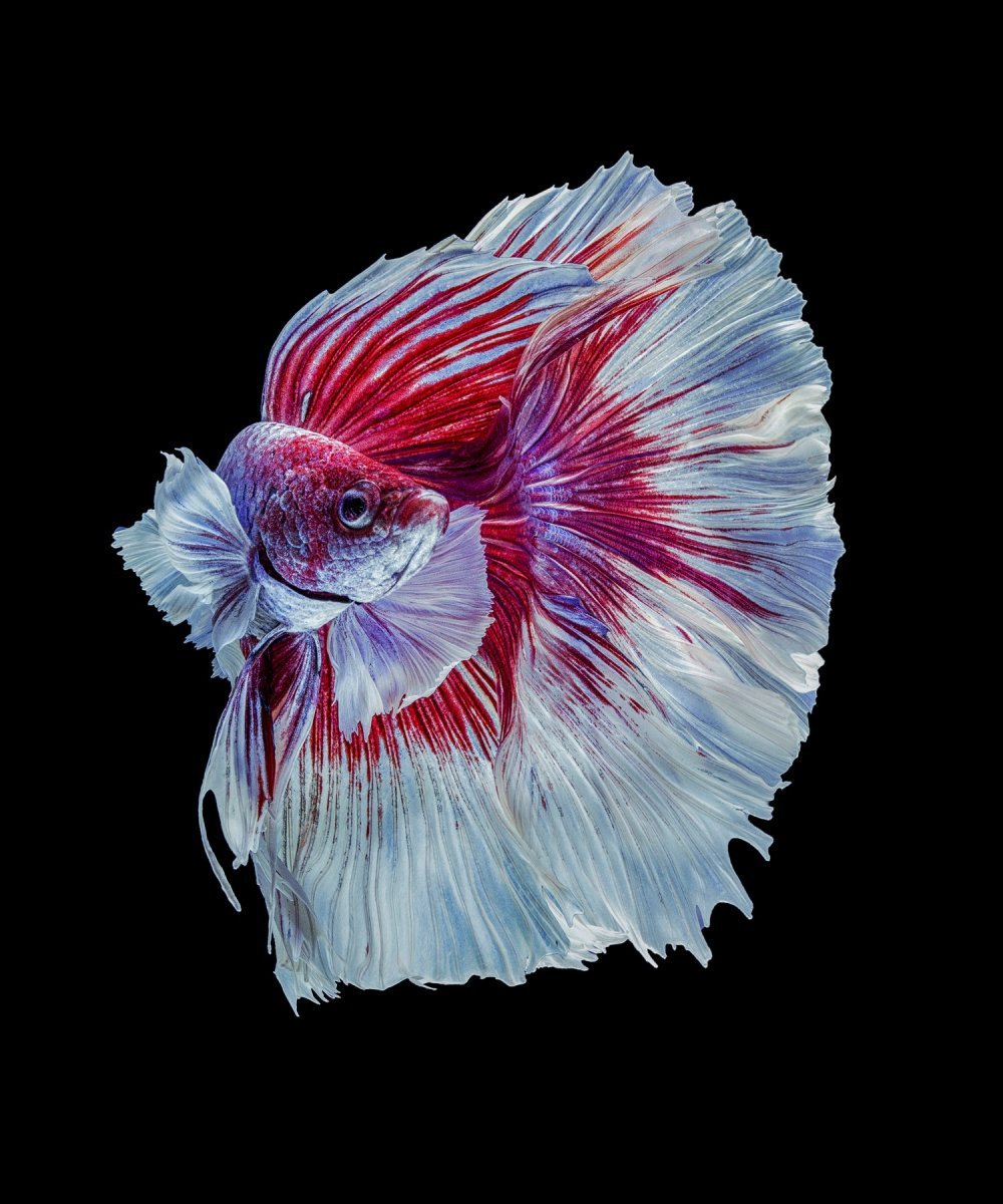 Tajlandske ribe ratoborne su koliko i šarene - tportal