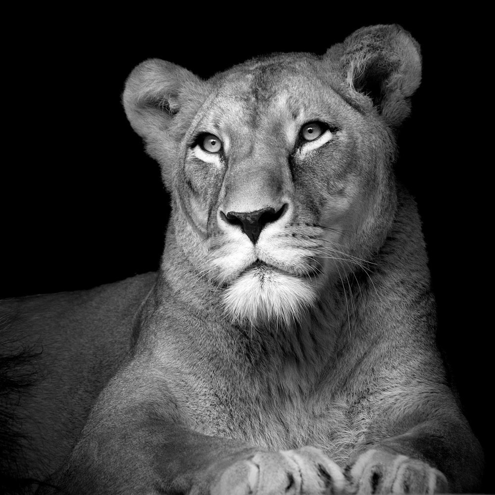 Pogledajte prekrasne fotografije veličanstvenih životinja iz cijelog ...