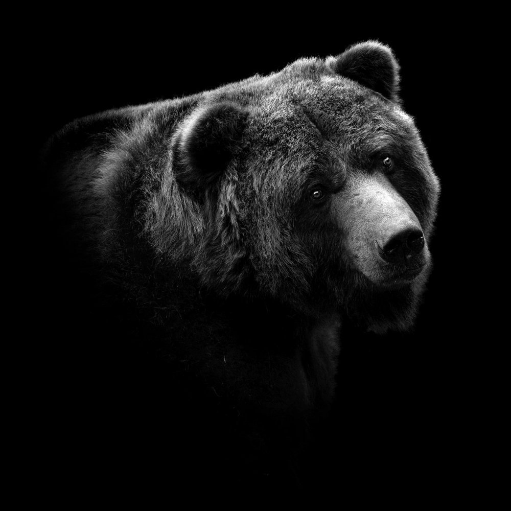 Pogledajte prekrasne fotografije veličanstvenih životinja iz cijelog ...